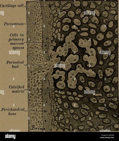 Perichondrium Histology