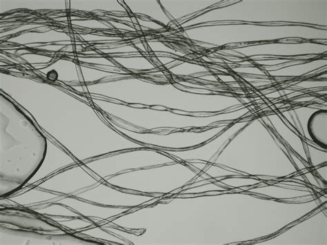 Forensics Hairfiber Analysis