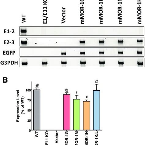 Schematic Of The Mouse Oprm1 Gene Selected Splice Variants And