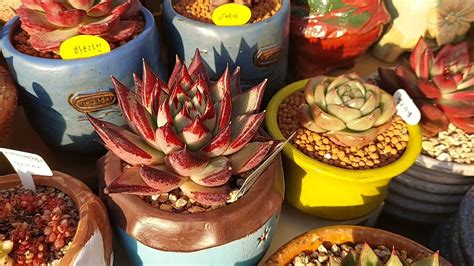 키핑장 다육이들 소식 8일만에 키핑장에 와서 하루종일 놀다가요~ Youtube