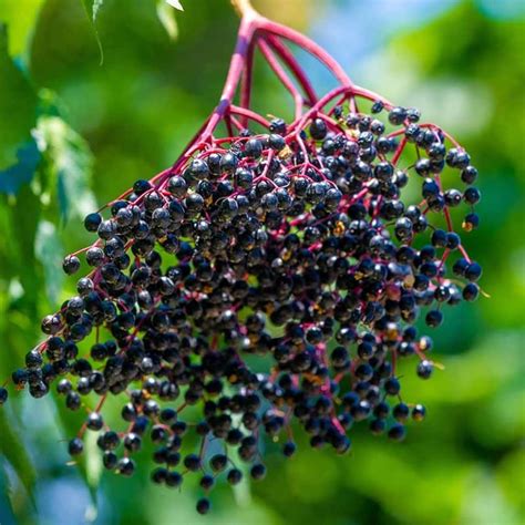 Black Elderberry Plant Live 2 3 Feet Tall Hardy Berry