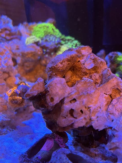 Need Help With Clam Identification Reef2reef