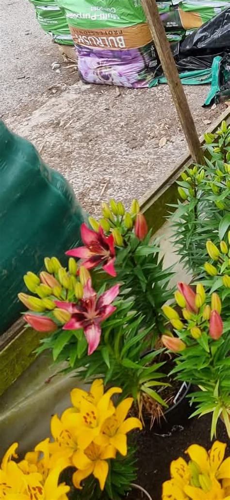 Lilium Pixie Pink Proctors Nursery