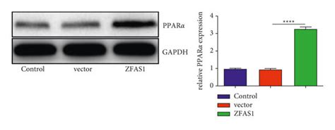 Mir 372 3p Directly Targets Pparα A The Predicted Binding Sequences