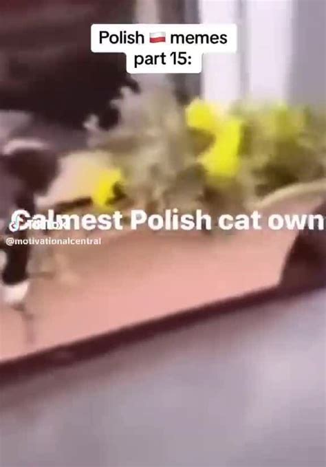 Polish Memes Part Galmest Polish Cat Own Omebivaclanaieenteai Ifunny