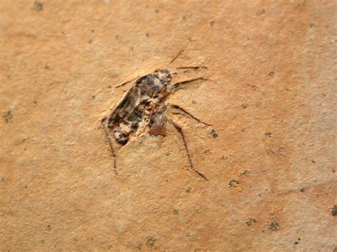 Hemiptera Fossil Insect