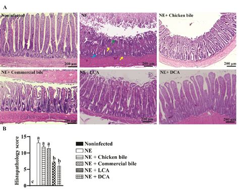 Figure 1 From Specific Secondary Bile Acids Control Chicken Necrotic