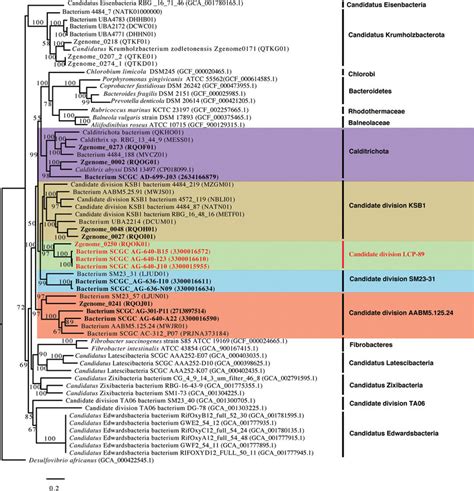 Maximum Likelihood Phylogenetic Tree Based On The Concatenated Protein