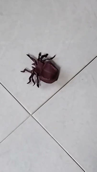 집에 종이 거미가 Youtube