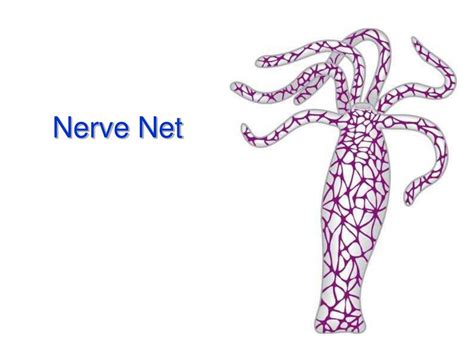 Ppt The Characteristics Of Phylum Cnidaria Powerpoint Presentation