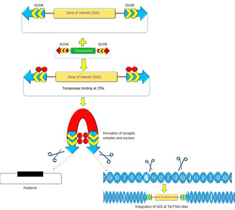 Potential Of Transposon Mediated Cellular Reprogramming Towards Cell