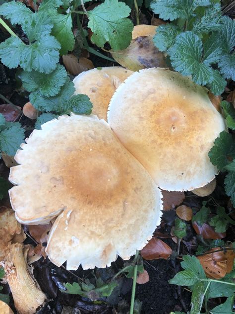 Literal Mushroom Porn R MushroomPorn