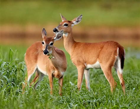 3 Types Of Deer In Oklahoma With Pictures And Identification