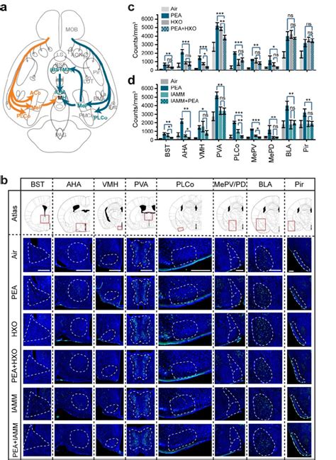 Altered Representation Of Innate Odors In The Brain A Illustration Of Download Scientific