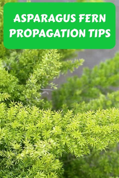 Asparagus Fern Propagation Tips In 2025 Asparagus Fern Asparagus