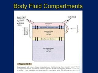 Body Fluids Ppt