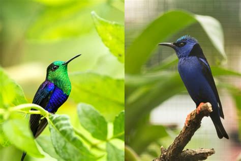 Are There Hummingbirds In Hawaii