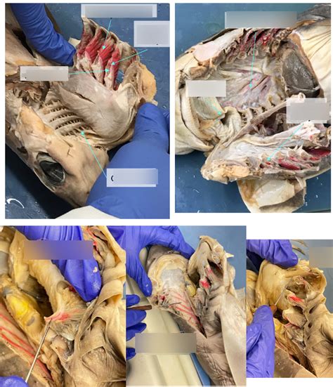 72 Shark Dissection Diagram Quizlet