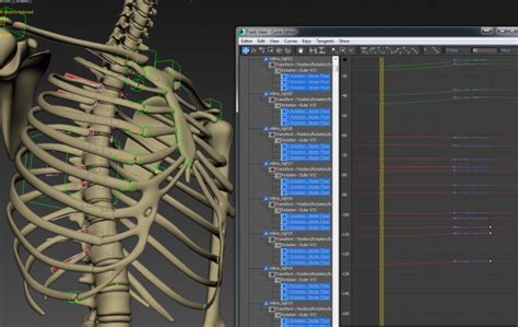 Human Anatomy Animated Skeleton Internal Organs 3d Model In Anatomy 3dexport