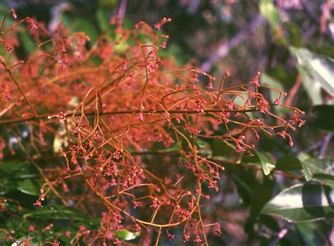 Eurycoma Lonolia Images Useful Tropical Plants