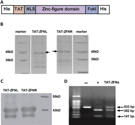 Purification Of Tat Zfns A Schematic Diagram Of The Tat Zfn Download Scientific Diagram