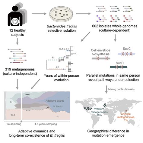 Adaptive Evolution Within Gut Microbiomes Of Healthy People Cell Host