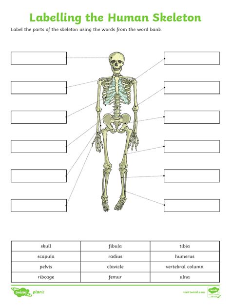T Sc 1644580700 Y3 Labelling The Human Skeleton Activity Sheet Ver 1 Pdf