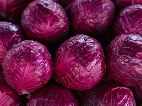 Red Cabbage Illustration