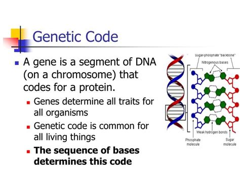 Ppt Protein Synthesis Powerpoint Presentation Id 6351156