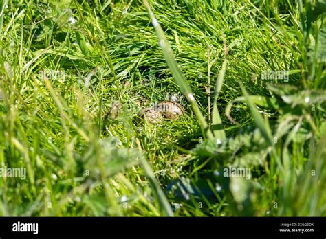 Arctic Tern Sterna Paradise Eggs On The Farne Islands In