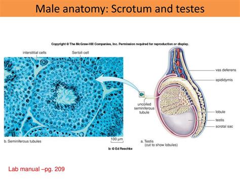 Ppt Understanding Human Reproductive System Chromosomes