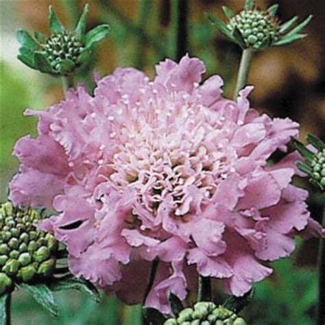 Scabiosa Columbaria Pink Mist