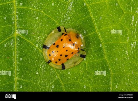 Overhead View Of A Ladybug Coccinellidae On A Green Leaf Indonesia