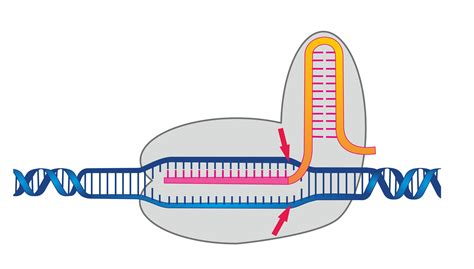 Guide Rna Design And Synthesis Services • Nucleus Biotech
