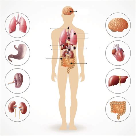 Schooltv Ademhaling De Hele Dag Haal Je Adem Maar Wat Gebeurt Er Dan