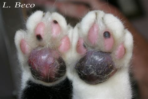 Plasma Cell Pododermatitis In Cats Various