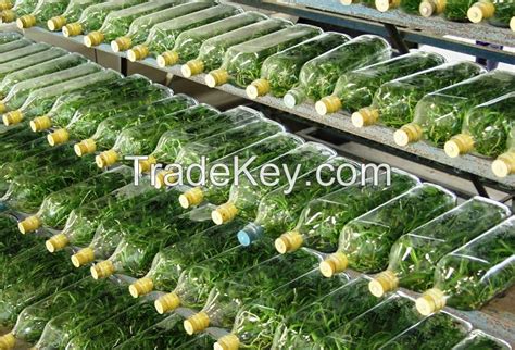 Orchids Flask Seedling By Thai Success Associate Co Ltd Thailand