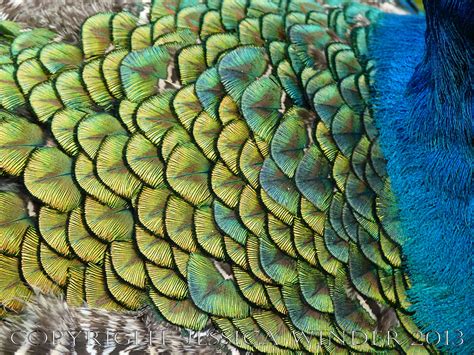 New Peacock Plumage Jessicas Nature Blog