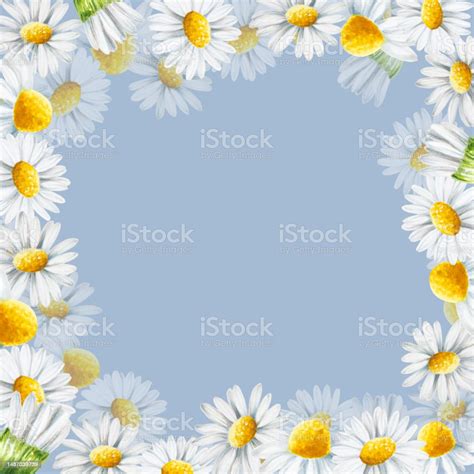 수채화 흰색 데이지 꽃 프레임이 격리되어 있습니다 카모마일 미용 제품 및 식물학 세트 미용 및 의학 디자이너 스파 장식 엽서 포장지 스크랩북 표지 초대장 포스터 및 직물