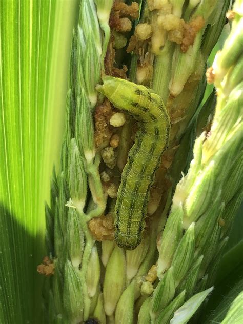 Get A Grip On Summer Garden Pests The Bibb Voice