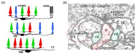 一起做个“明眼人”，带你探究视网膜的奥秘 知乎
