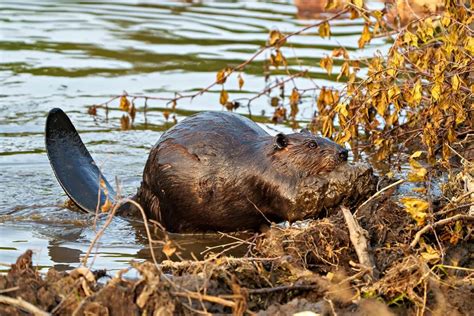 building beaver dam analogs to restore watersheds autumn 2023
