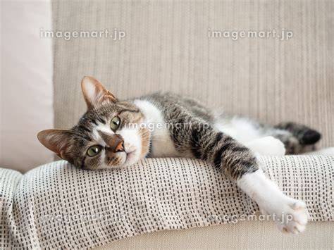 ソファの上に横たわる猫の写真素材 [259311107] イメージマート