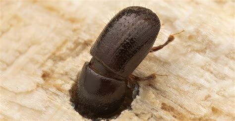 It S Here Tree Killing Beetle Found In Trees In SJ Shire Your Local Examiner