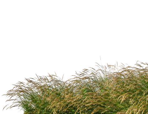 Cut Out Grasses For Architectural Visualizations