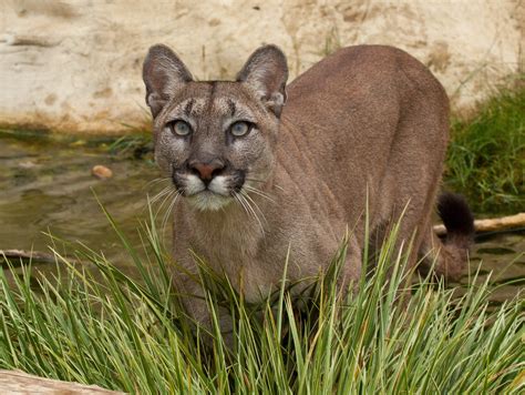 Puma Cougar Mountain Lion Wild Cat Muzzle Wallpapers Hd Desktop