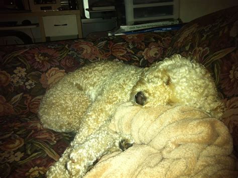 Clarkie The Cockapoo Enjoying Snuggle Time With A White Teddy Bear