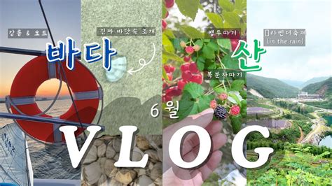시골 Vlog 여름채집일상조개앵두복분자 Youtube