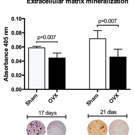 Qualitative And Quantitative In Situ Detection Of Alkaline Phosphatase