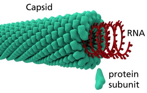 What Is The Difference Between Capsid And Nucleocapsid Pediaa Com